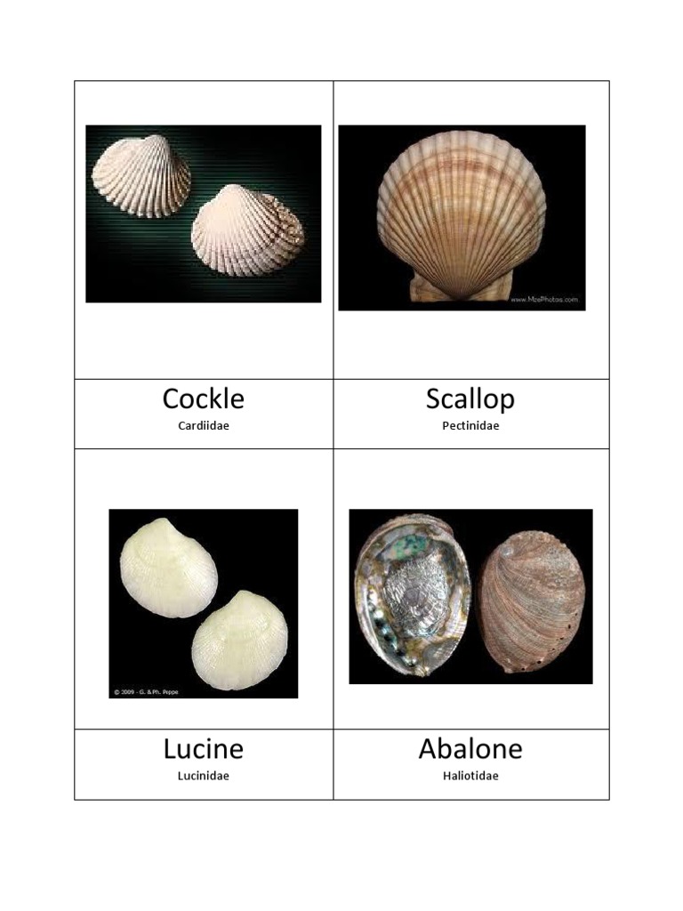 Seashell 2 | PDF