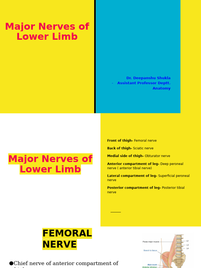 Major Leg Nerves Overview | PDF | Human Leg | Foot