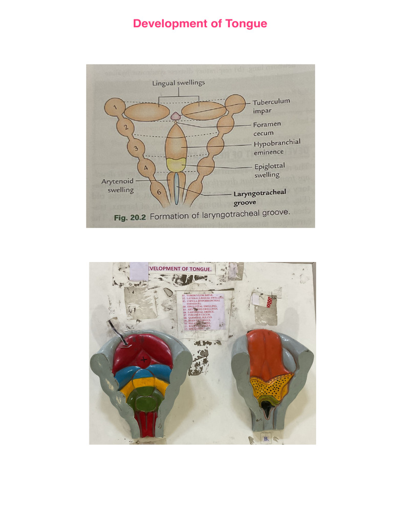 Embryology Models | PDF