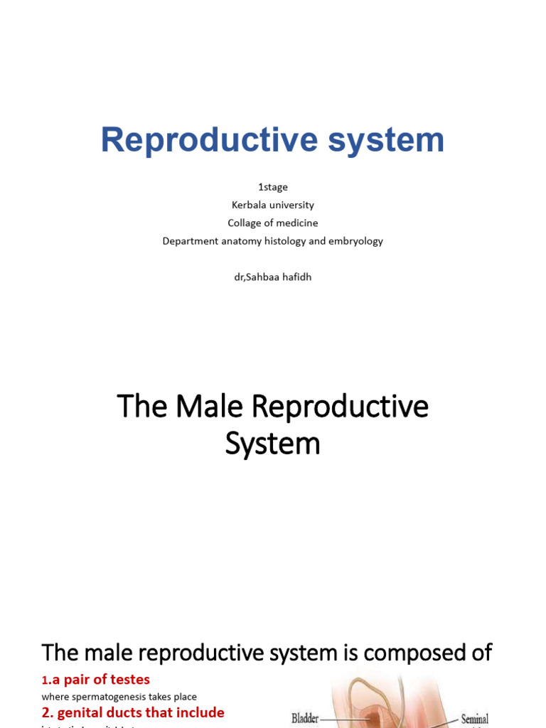 Reproductive Lab 1stage PDF | PDF | Labia | Testicle