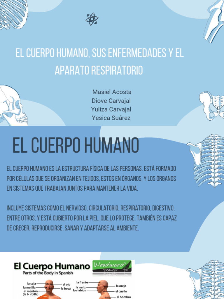 Presentación Diapositivas Anatomía Cuerpo Humano Ilustrativo Simple ...