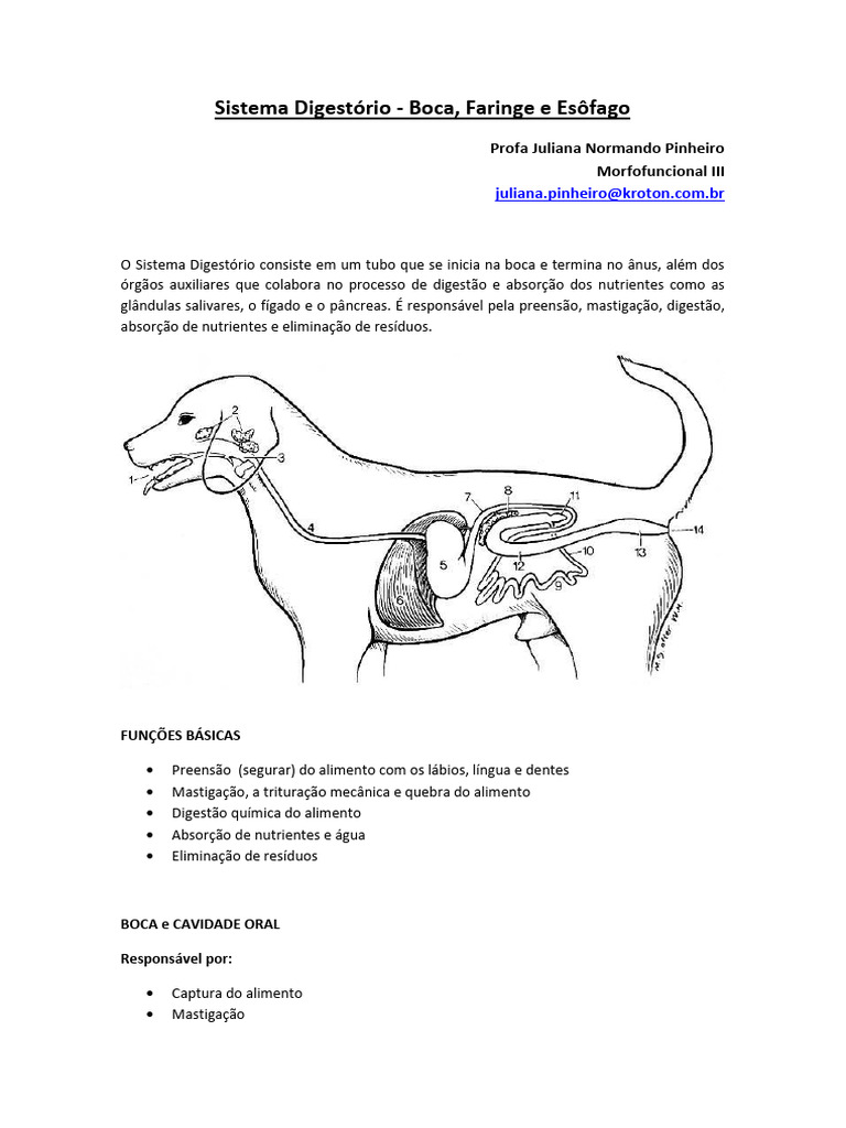 Roteiro 1 Boca Faringe Esofago | PDF | Boca | Língua