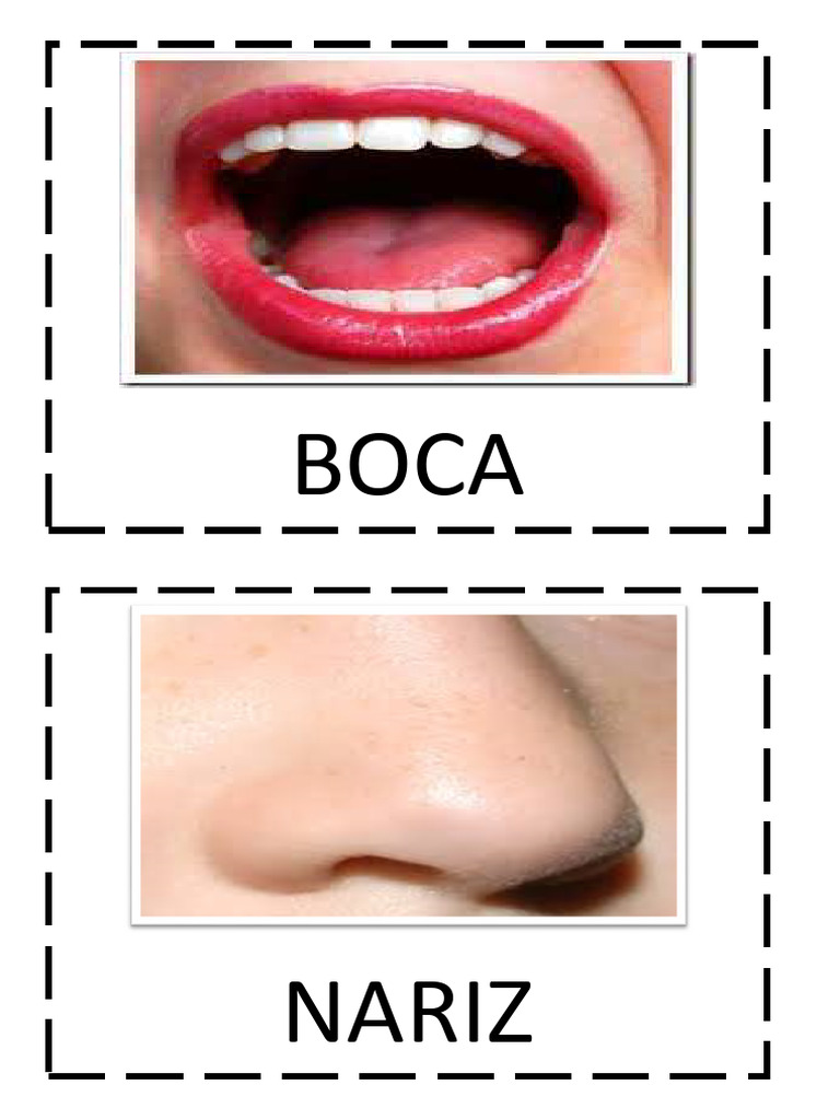 Vocabulario Del Cuerpo | PDF