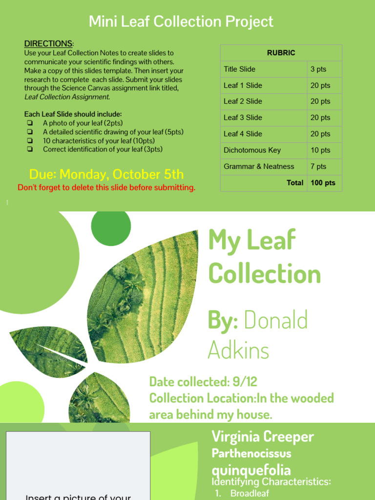Leaf Dichotomous Key Project | PDF | Leaf | Maple