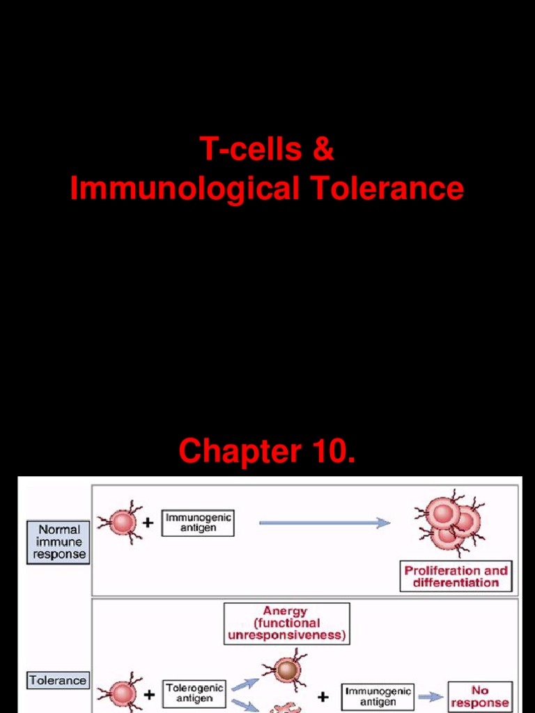 T-Cells and Mechanisms of Immunological Tolerance | PDF | Immune ...