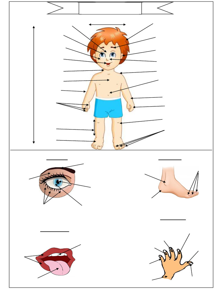 Parts of The Body | PDF
