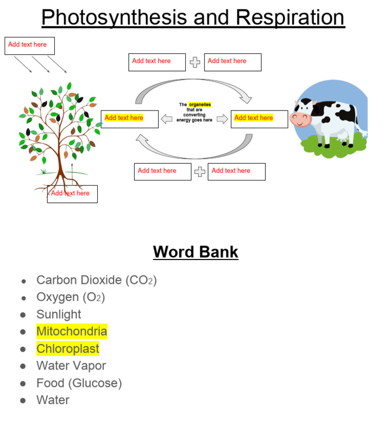 Photosynthesis and Cellular respiration | PDF