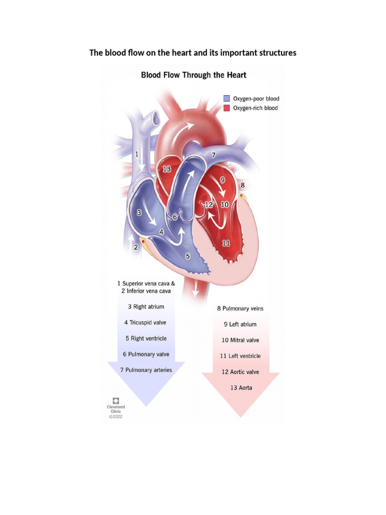 Heart Blood Flow and Structures Explained | PDF