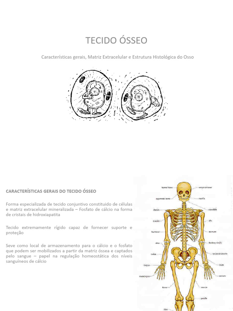 TECIDO ÓSSEO Características Gerais, Matriz Extracelular e Estrutura Histológica Do Osso | PDF ...