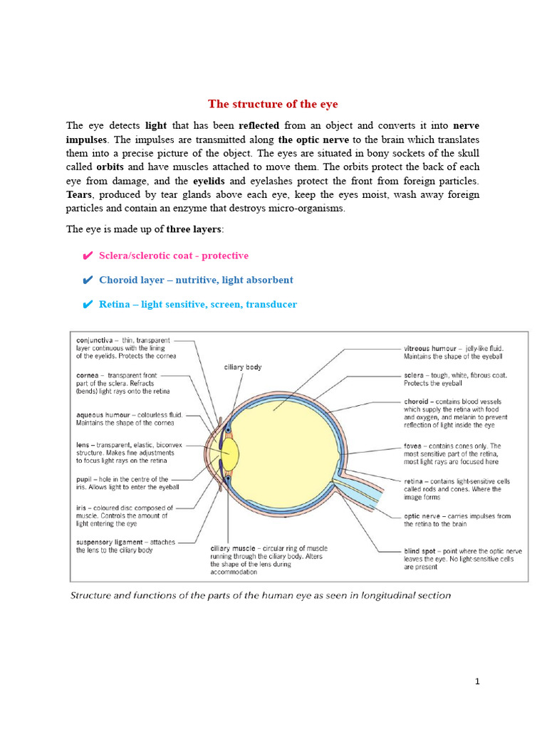 Eye Structure and Function | PDF | Eye | Electromagnetic Radiation
