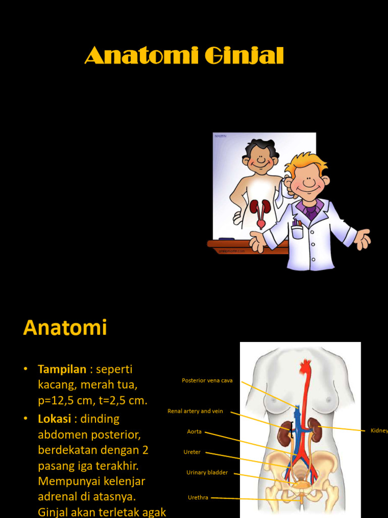 Anatomi Ginjal | PDF