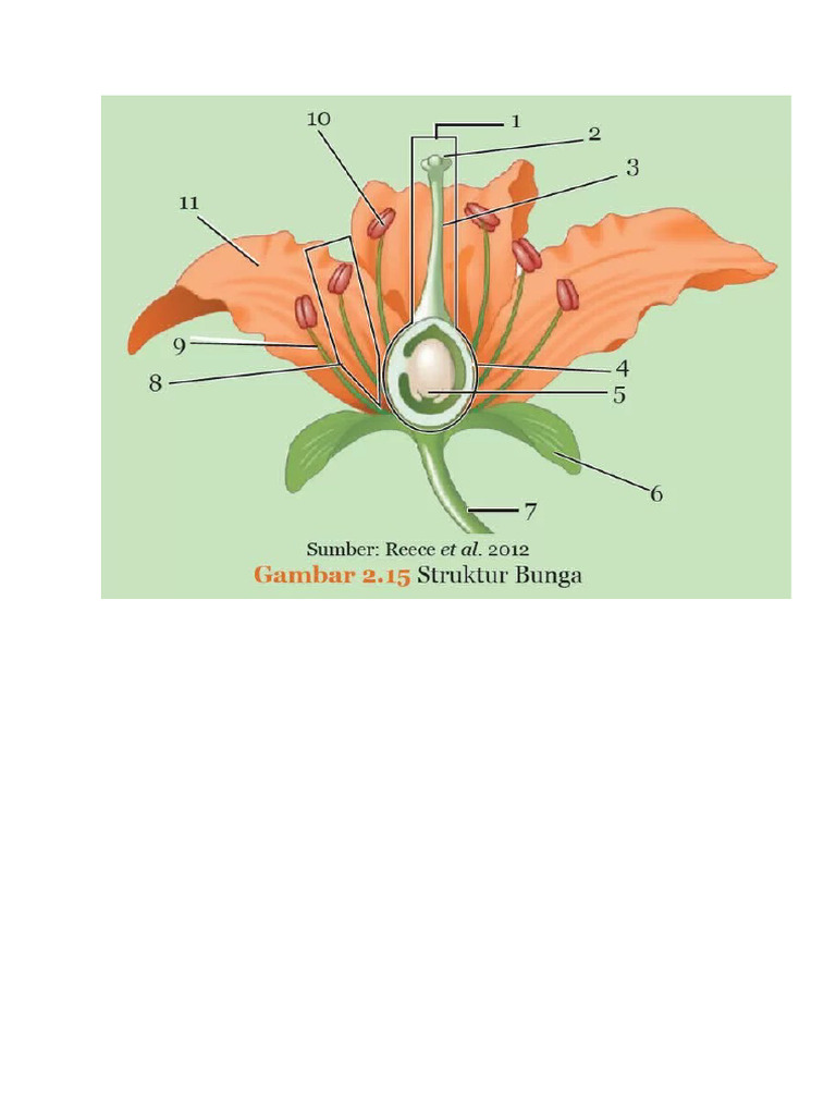 Struktur Bunga | PDF