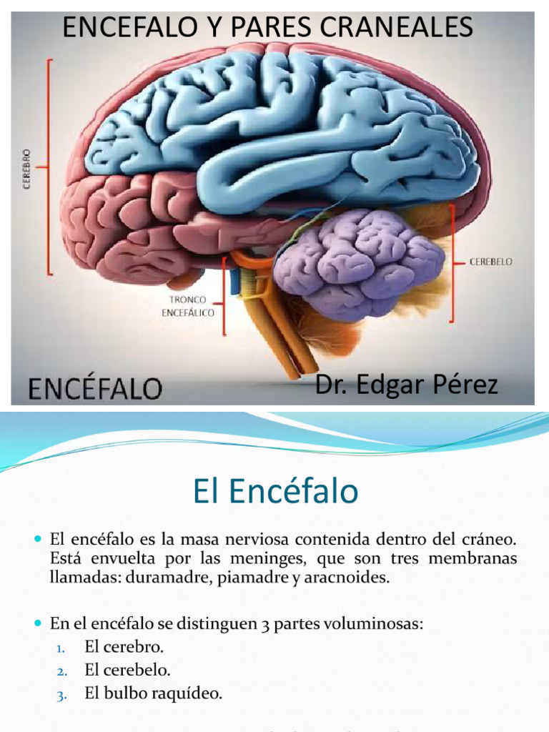 Encefalo y Pares Craneales Dr Perez Ultimo | PDF