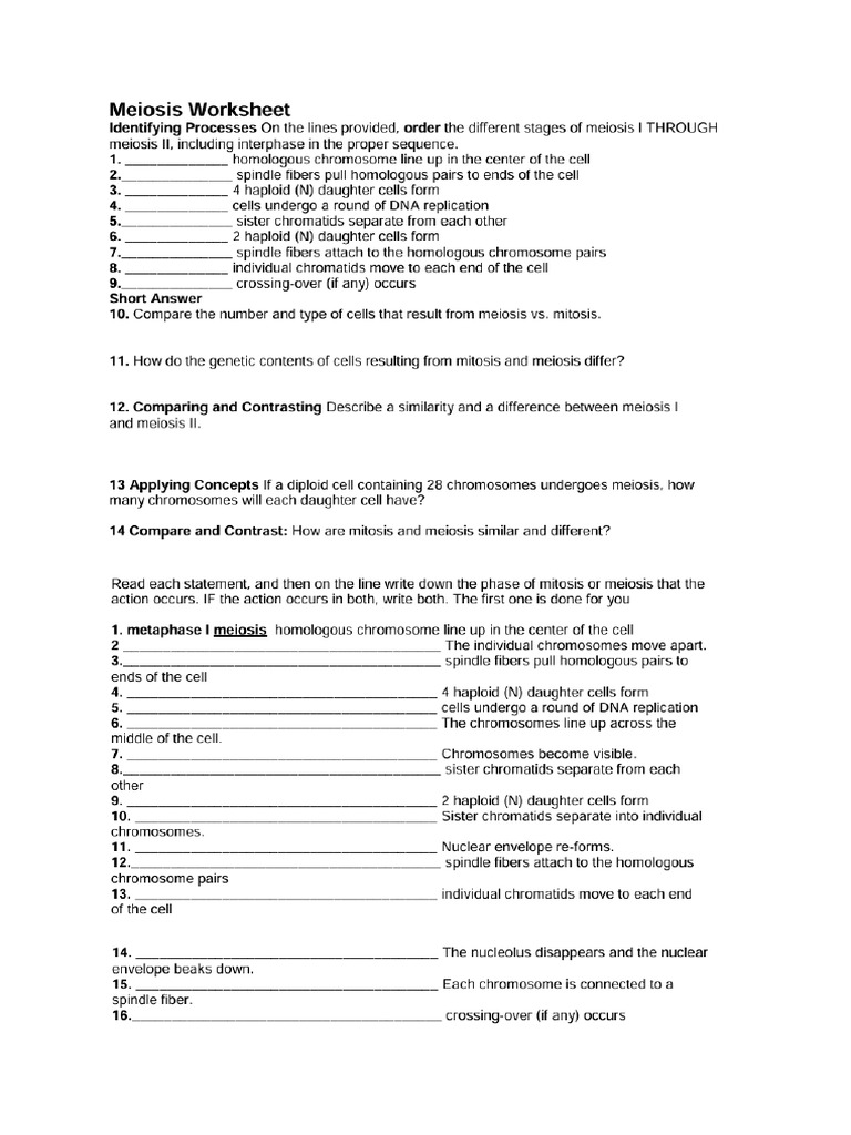 Meiosis Worksheet | PDF