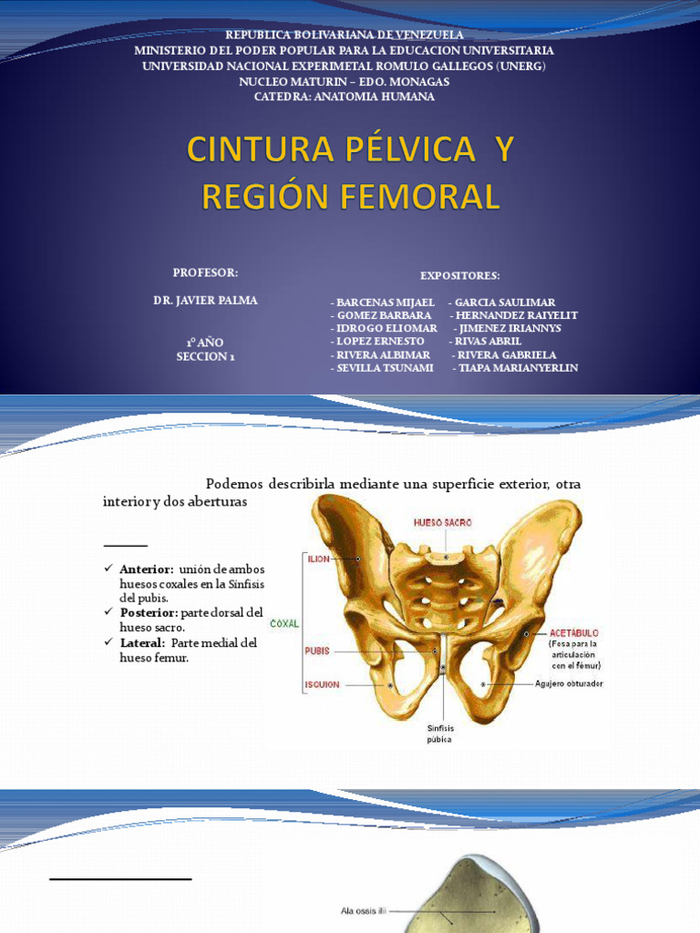 Cintura Pélvica y Región Femoral | PDF | Sistema musculoesquelético | Extremidades (anatomía)
