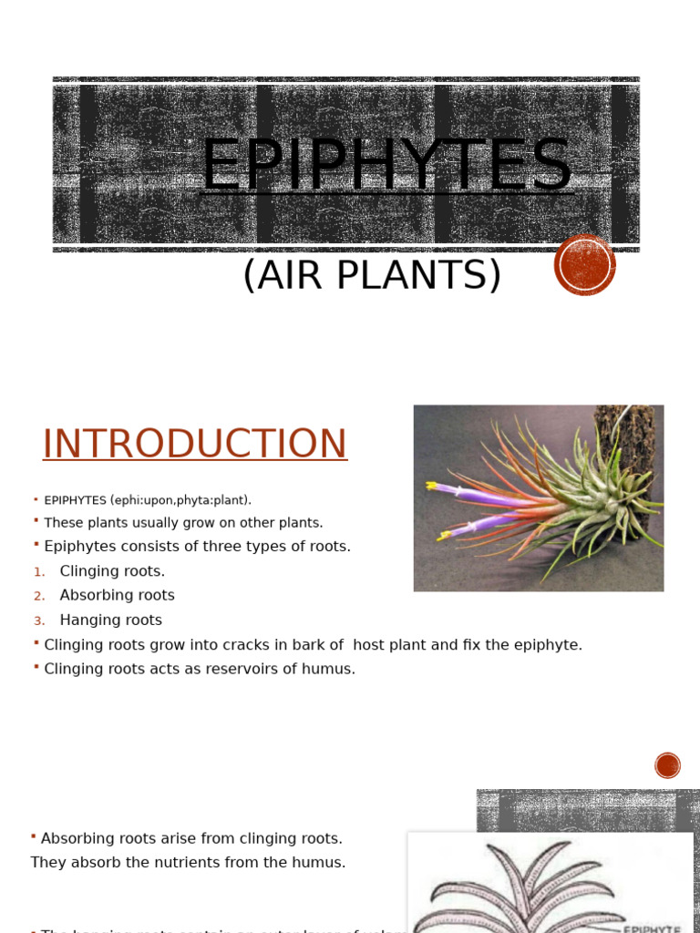 Epiphytes and Carnivorous Plants Explained | PDF