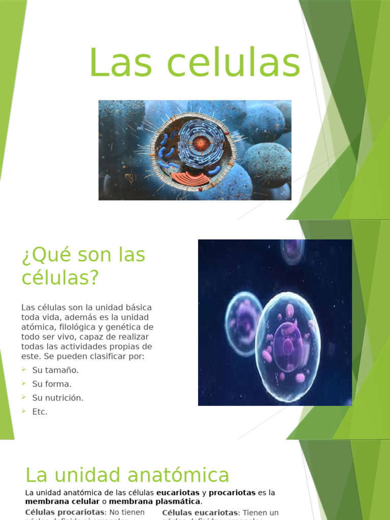 Las Celulas | PDF | Biología Celular) | Citoplasma