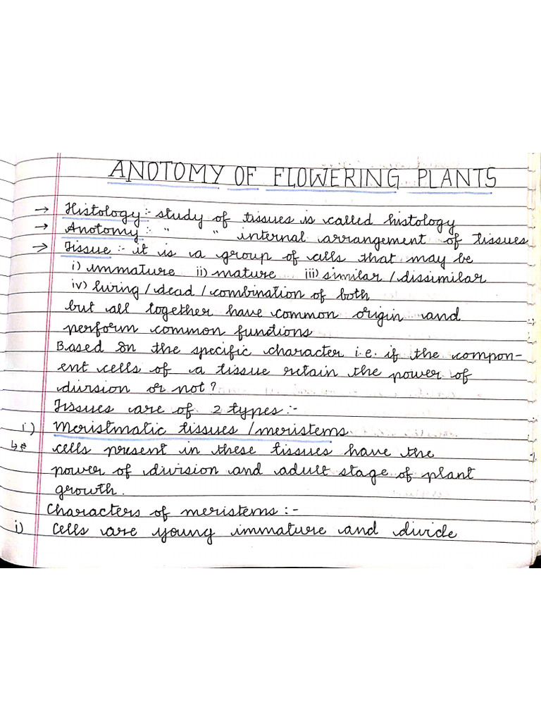 Botany Anatomy Notes | PDF