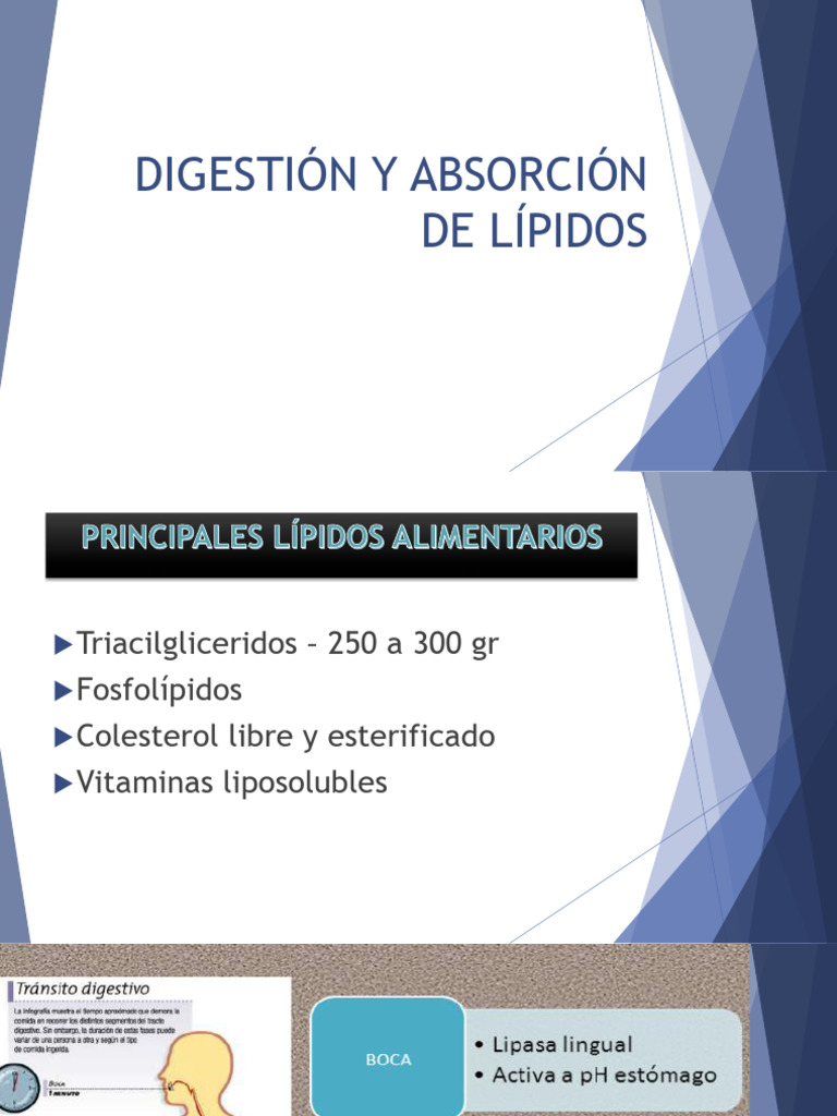 Digestión y Absorción de Lípidos | PDF | Bilis | Sistema digestivo