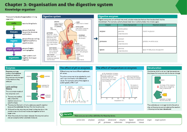 B3 Knowledge Organiser- final | PDF | Enzyme | Digestion