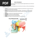 Anatomía de la Región Cigomática | PDF | Anatomía de los primates ...