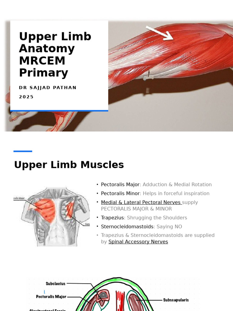 Upper Limb | PDF