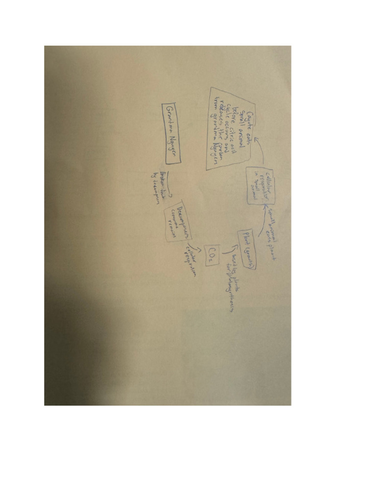 Thought Map - Biology | PDF