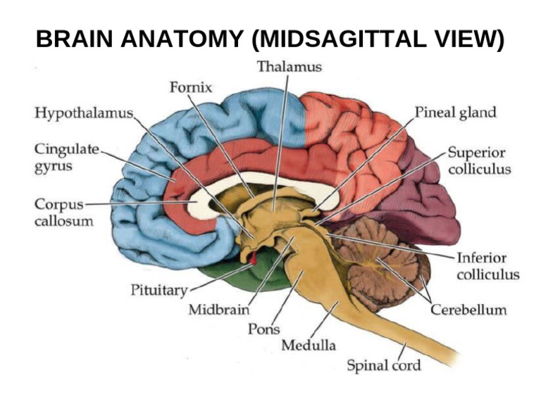 Brain Anatomy | PDF