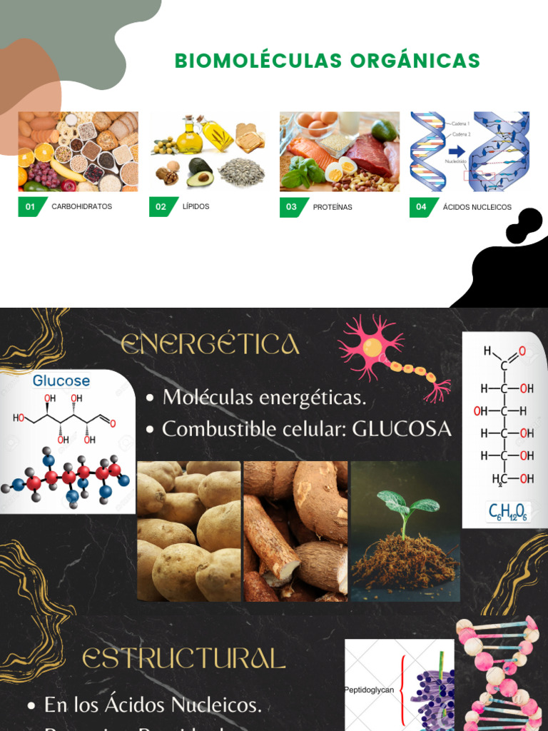 Biomol Culas Org Nicas Carbohidratos L Pidos | PDF | Carbohidratos | Lípido