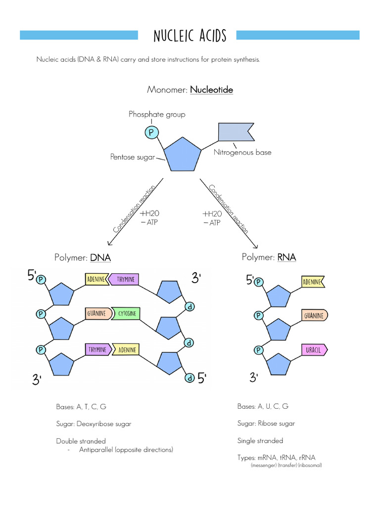M1L1 - Nucleic. Acids | PDF