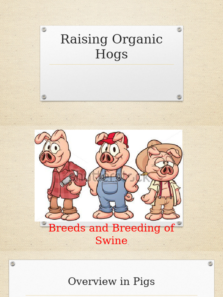 Uc5. Raising Organic Hogs | PDF | Pig | Nutrients