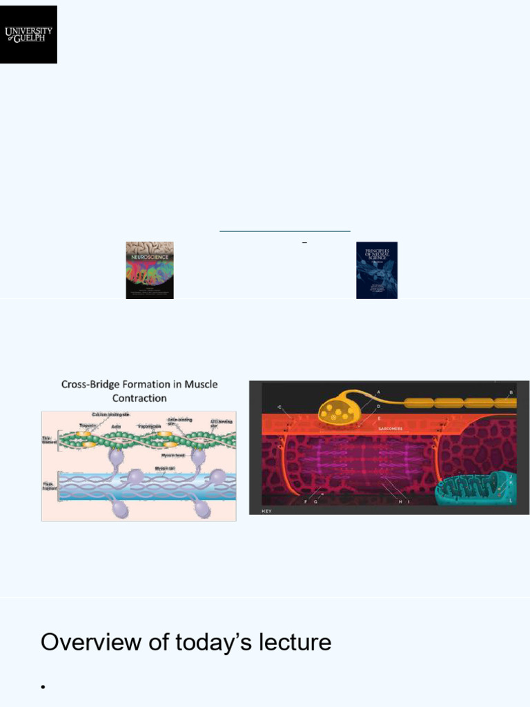 Muscle Contraction: Recruitment & Tetanus | PDF | Muscle Contraction ...