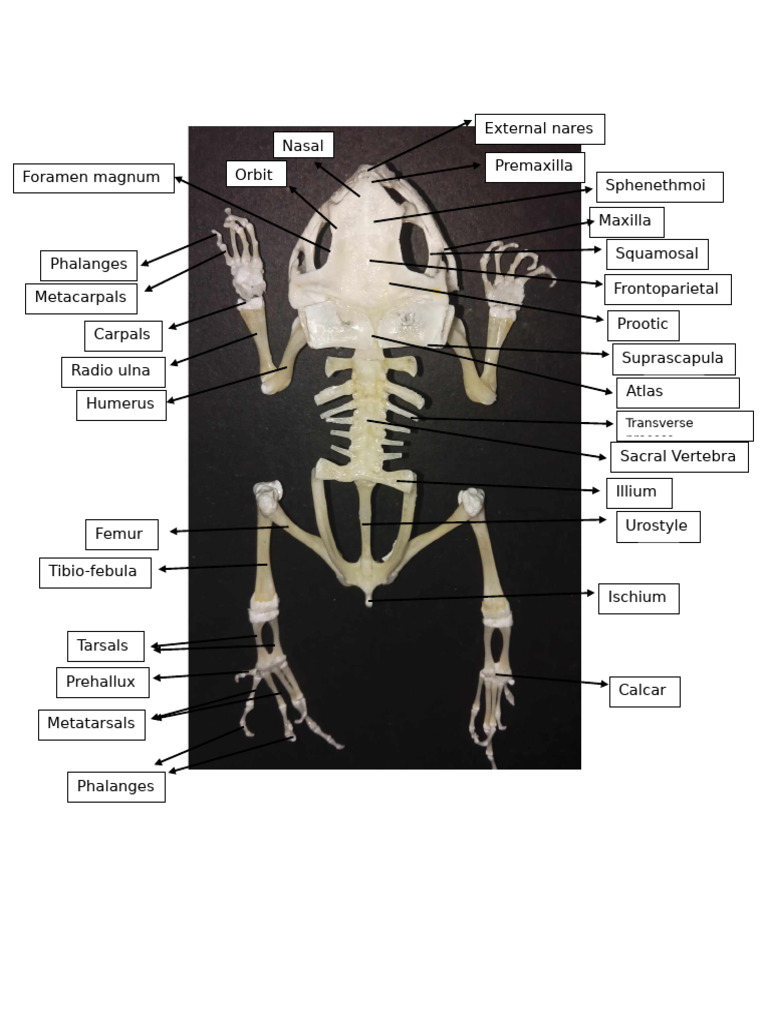 Skeletal | PDF