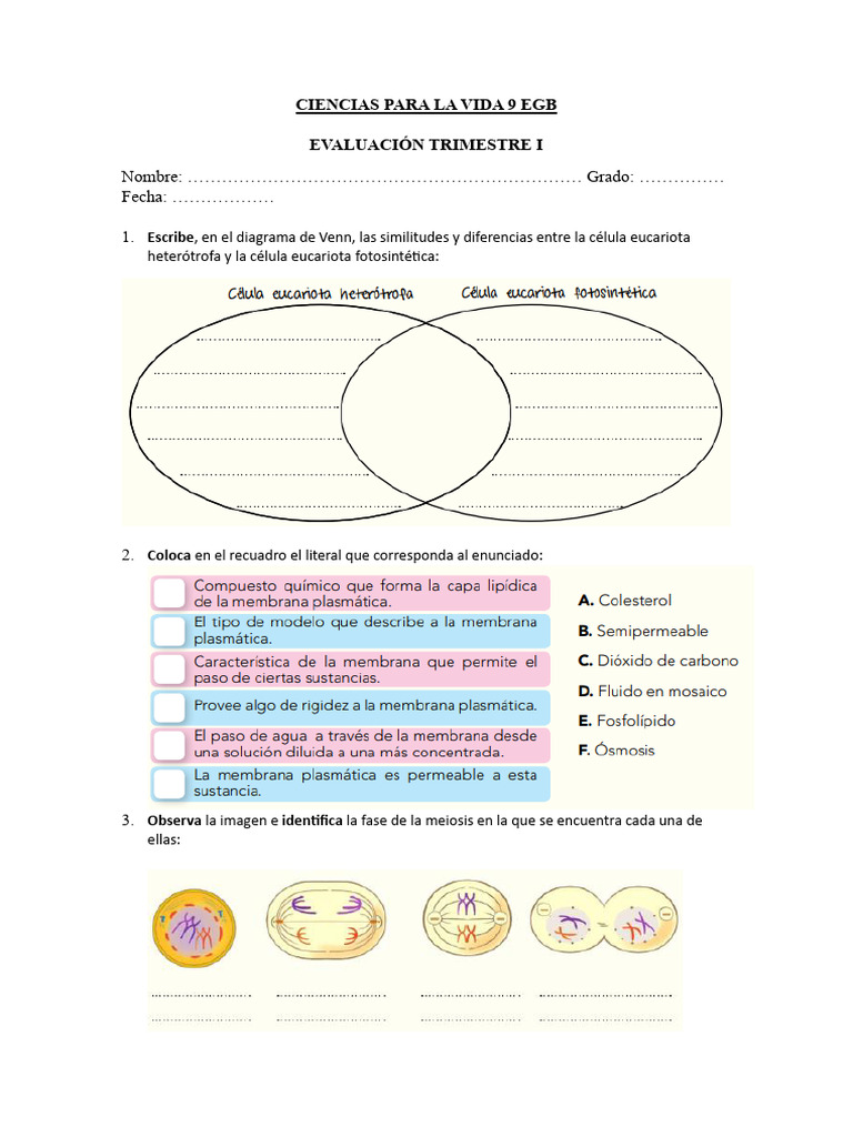Eval. Trimestrales CCNN9EGB 6p. | PDF