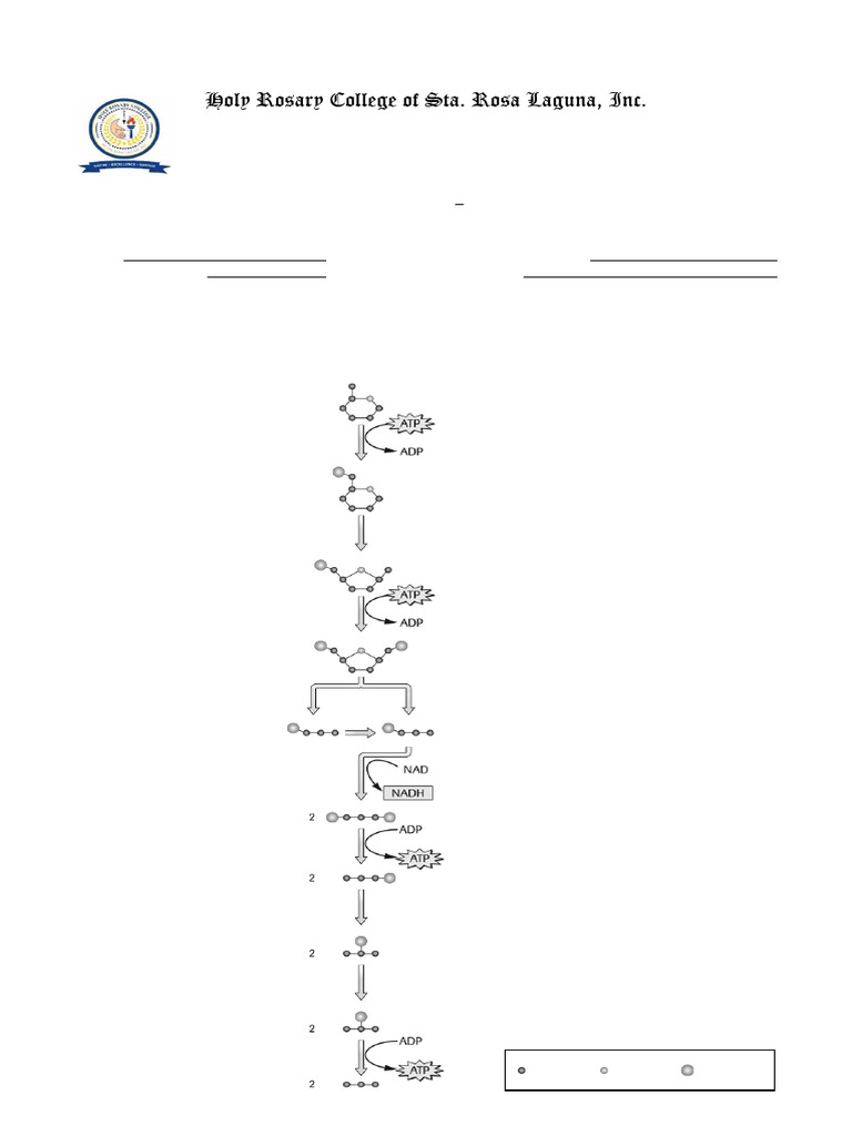 (WORKSHEET) General Biology 1 2nd Quarter Activity 7 - Glycolysis | PDF ...
