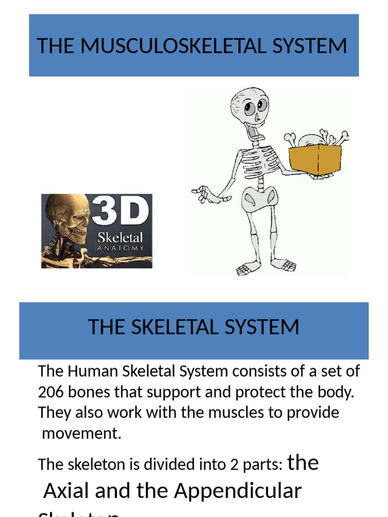 Anatomy of Musculoskeletal System | PDF | Bone | Vertebral Column