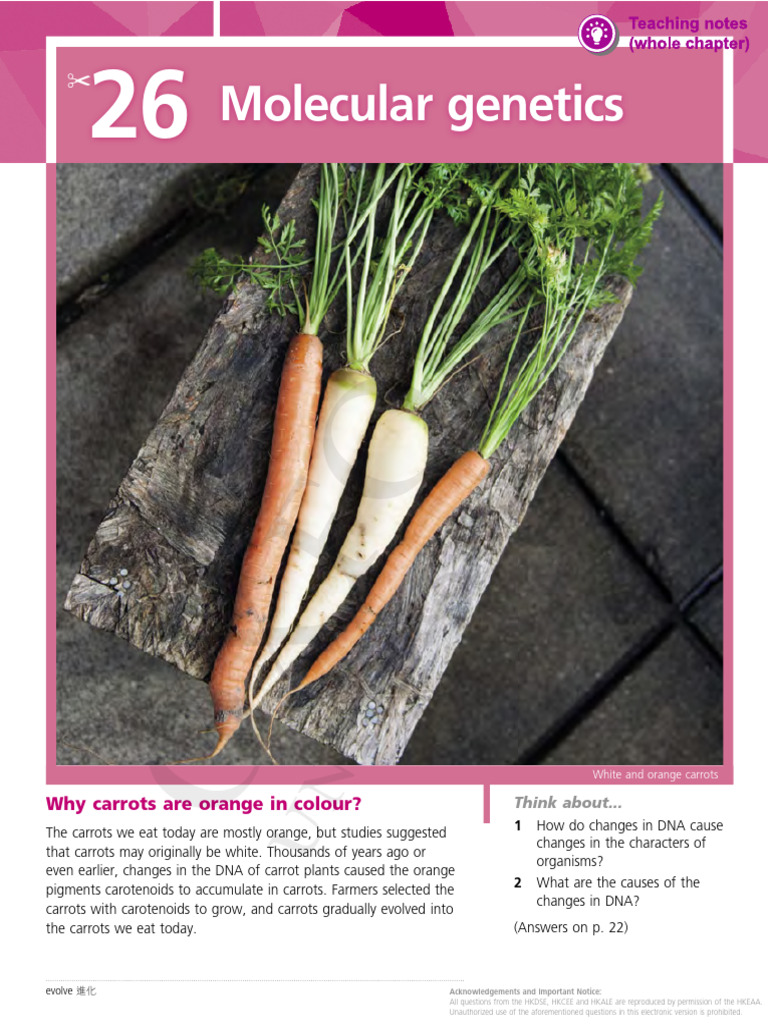 Ch.26 Molecular Genetics | PDF | Translation (Biology) | Messenger Rna