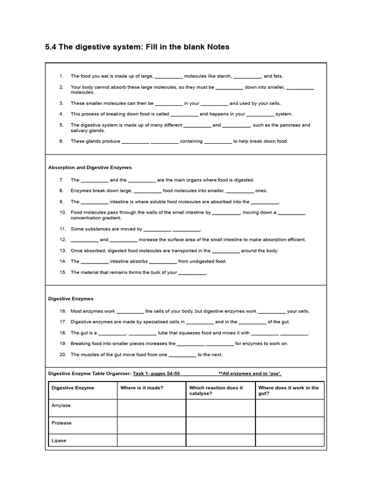 Digestive System Fill-in-the-Blank Notes | PDF | Digestion | Human ...