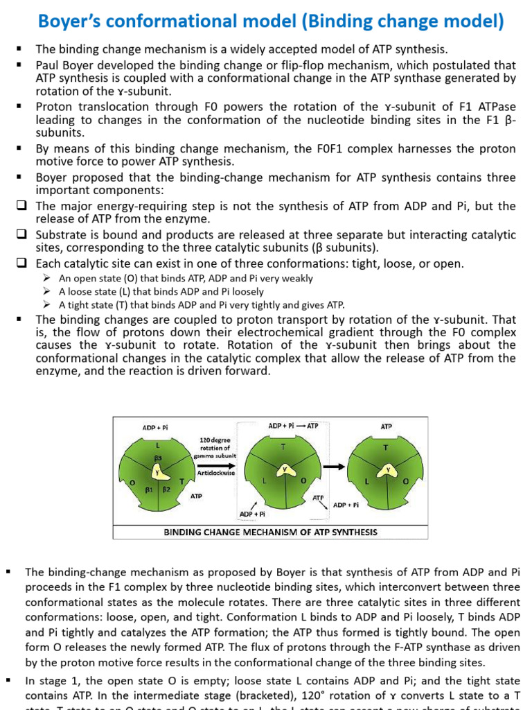Experiments | PDF | Adenosine Triphosphate | Mitochondrion