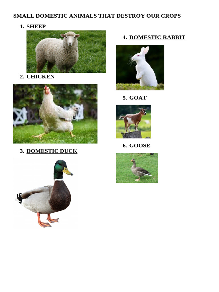 SMALL DOMESTIC ANIMALS THAT DESTROY OUR CROPS | PDF