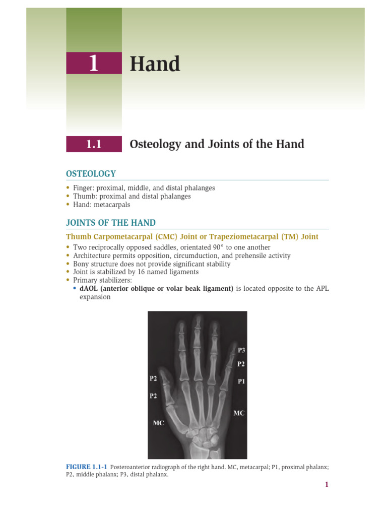 Osteology and Joints of the Hand | PDF | Thumb | Hand