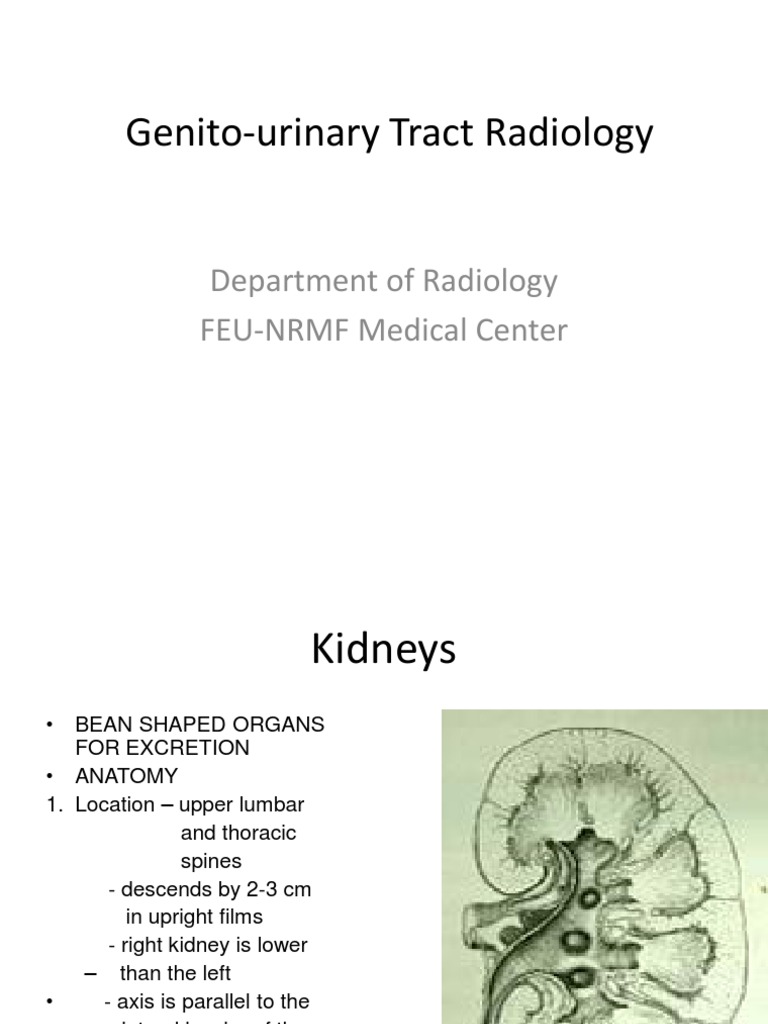 Anatomy, Pathologies, and Imaging of the Genitourinary System: A ...