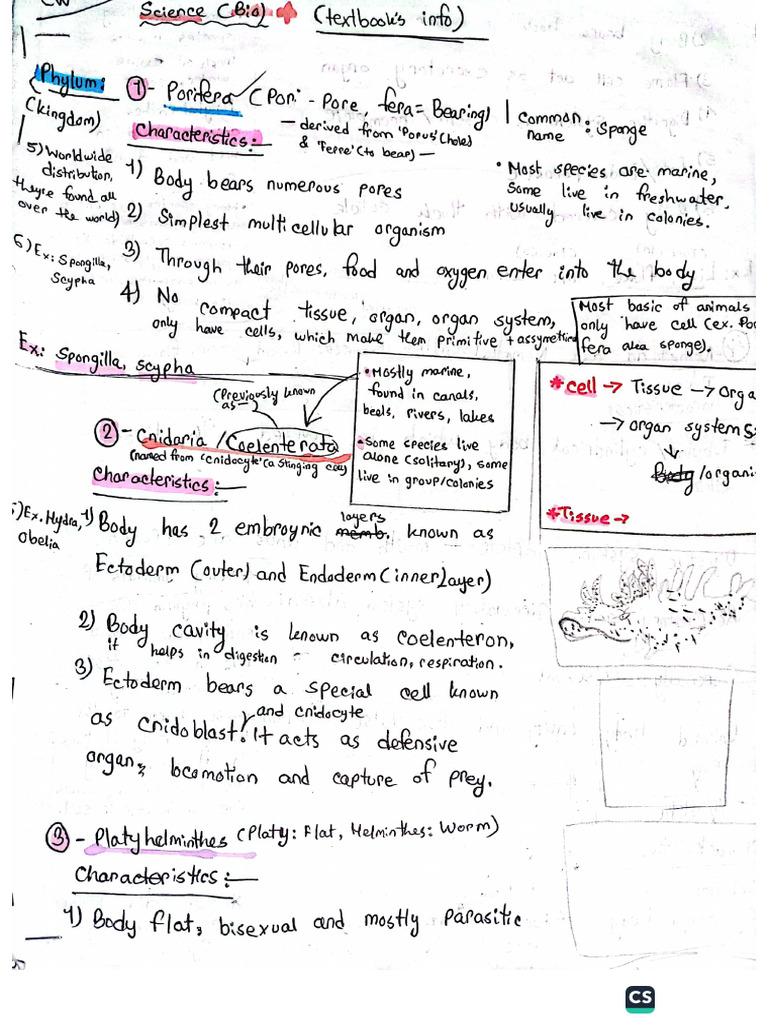 biology animal kingdom notes | PDF
