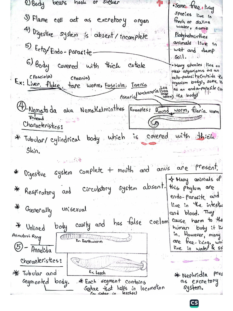 Biology Nematoda and Annelida Notes | PDF