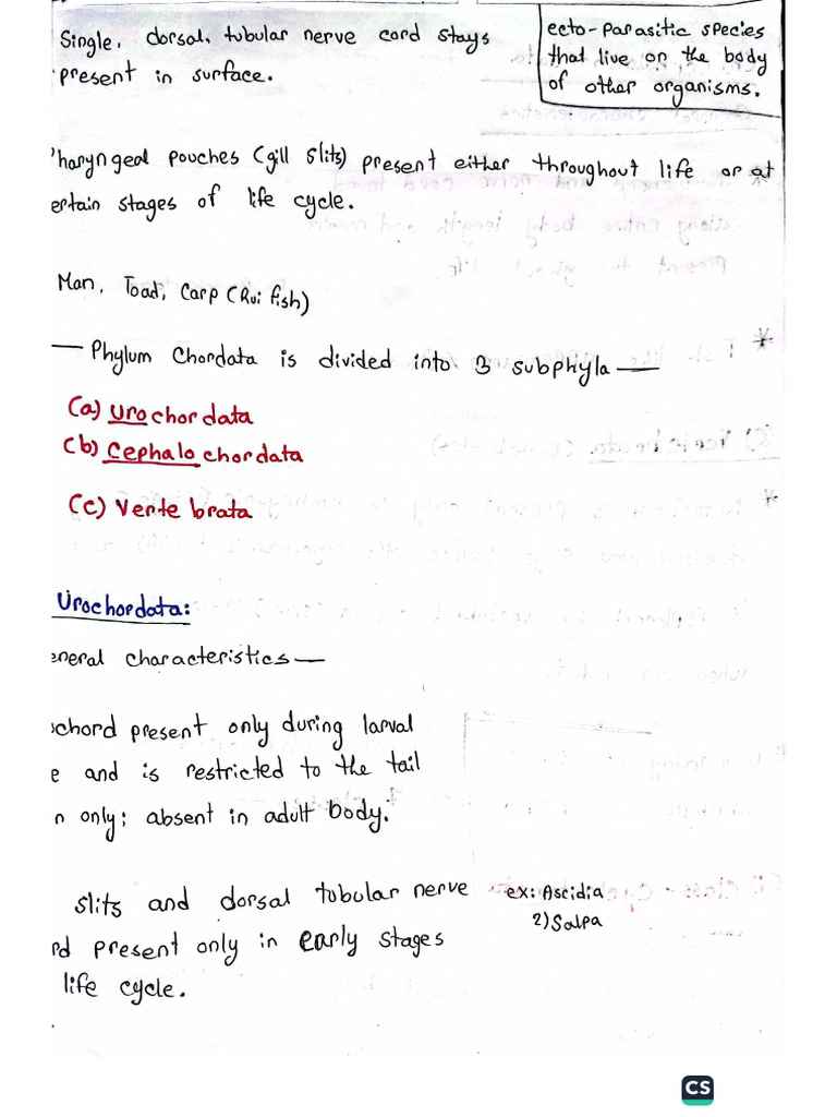 Chordata Phylum Subphyla Notes | PDF