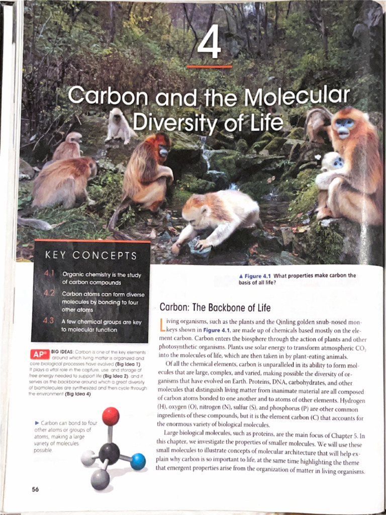 Campbell's AP Bio Biochem Intro + Chapter Summary | PDF