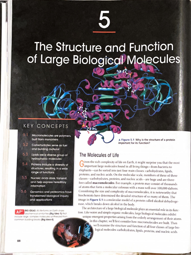 Campbell's AP Bio Biomolecules | PDF