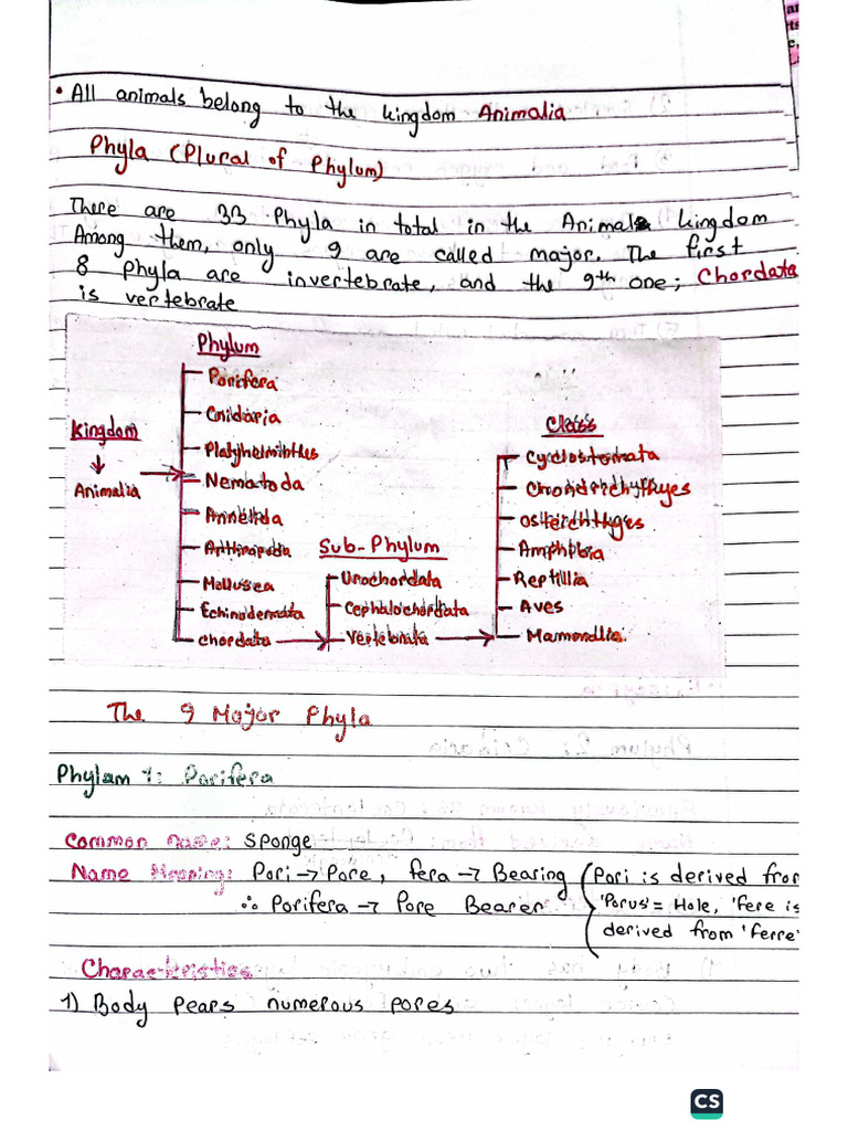 Kingdom Animalia Diagram and Notes | PDF