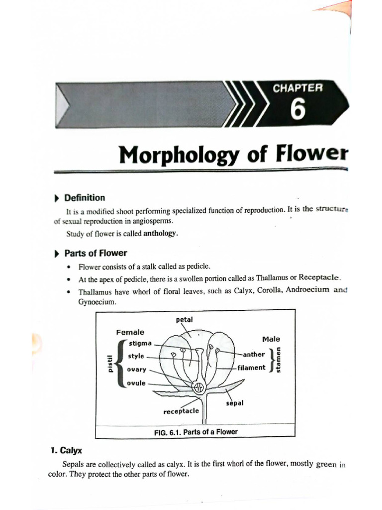 Morphology of Flower | PDF