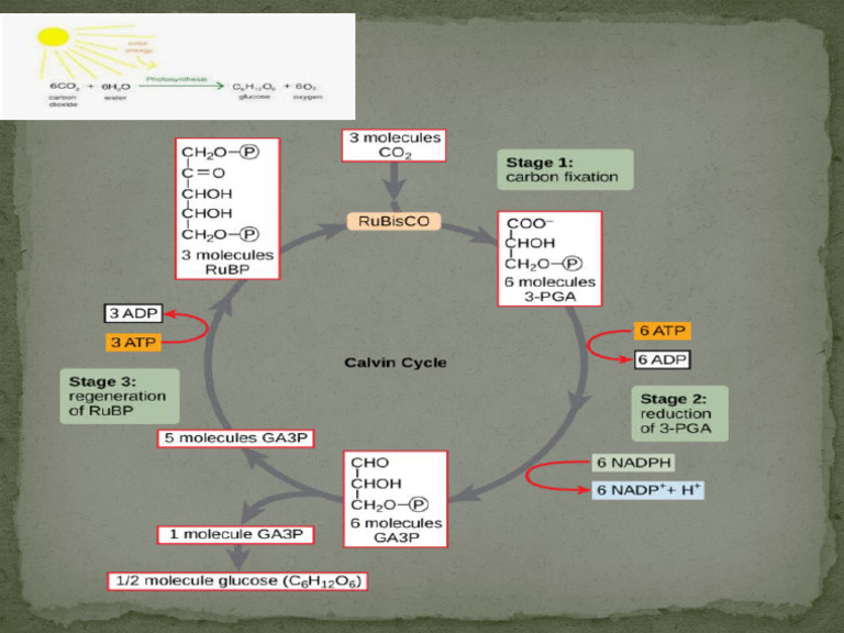 Calvin Cycle Diagram1 | PDF